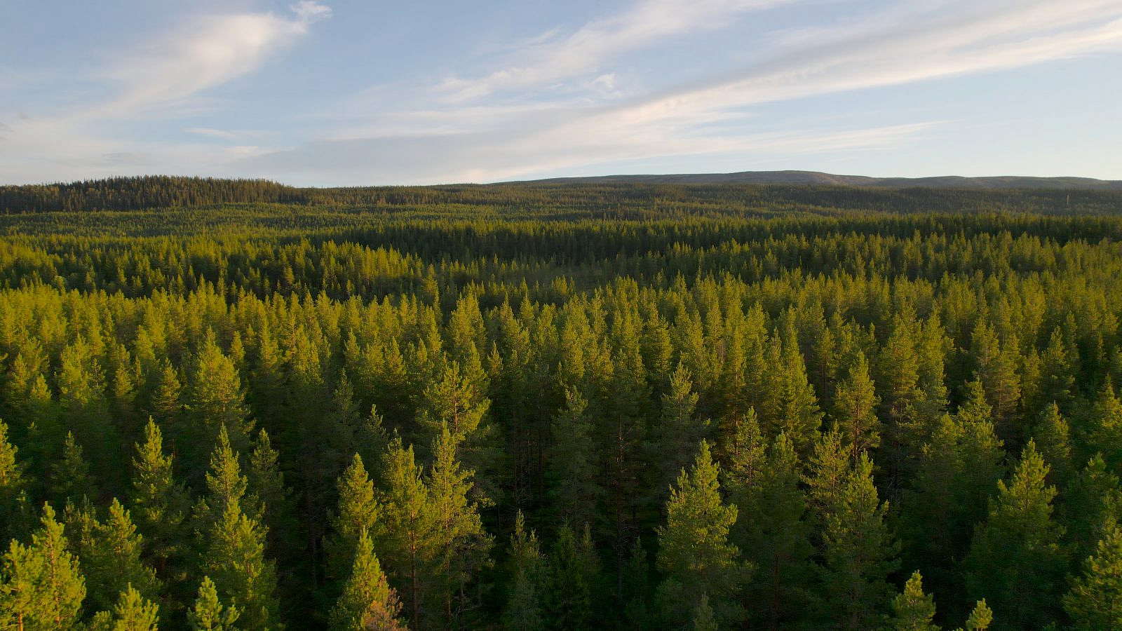 Ein Blick über den Tellerrand: Wald in Schweden - Forst erklärt
