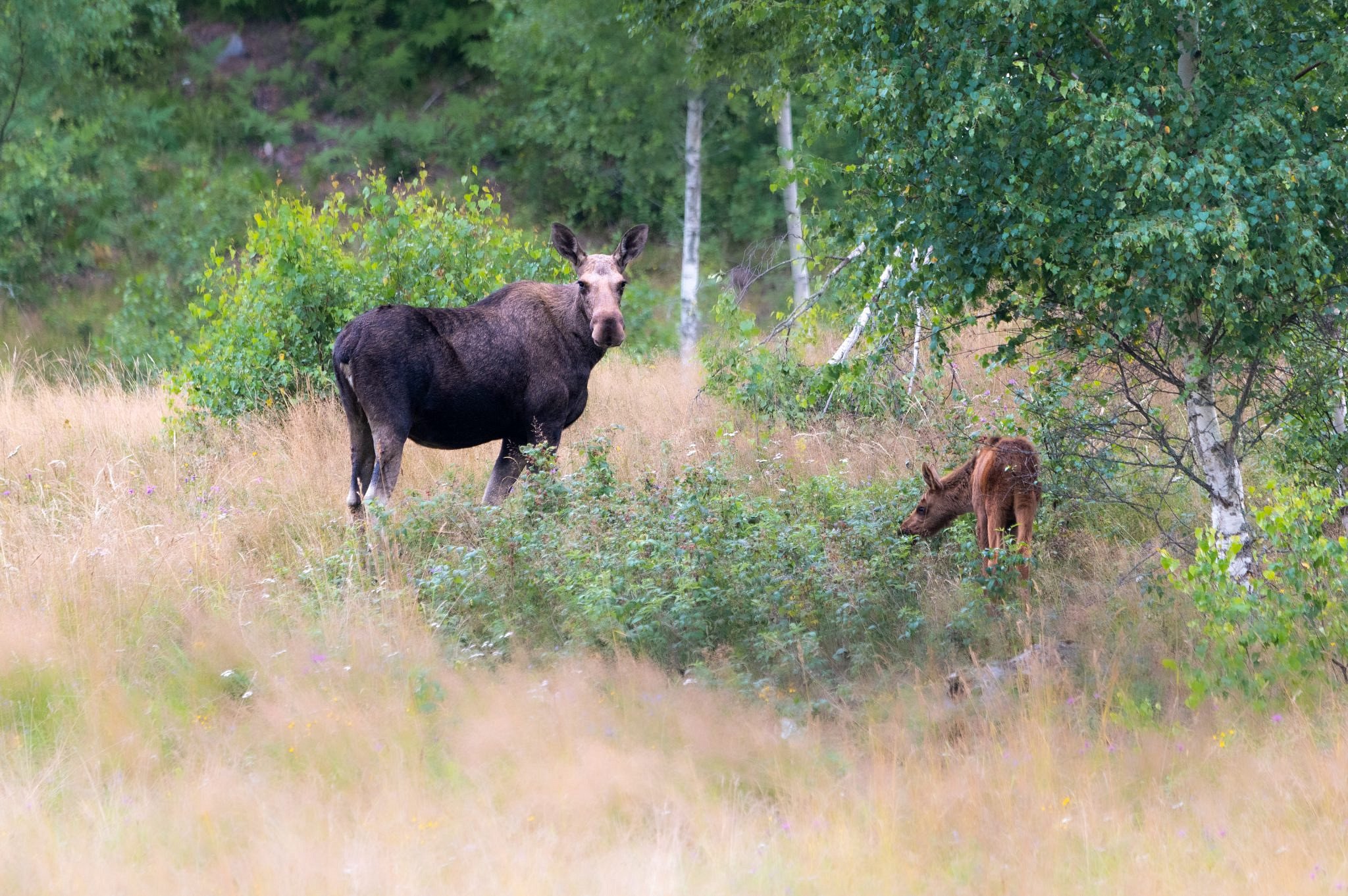 Unser Wild: Der Elch - Forst erklärt