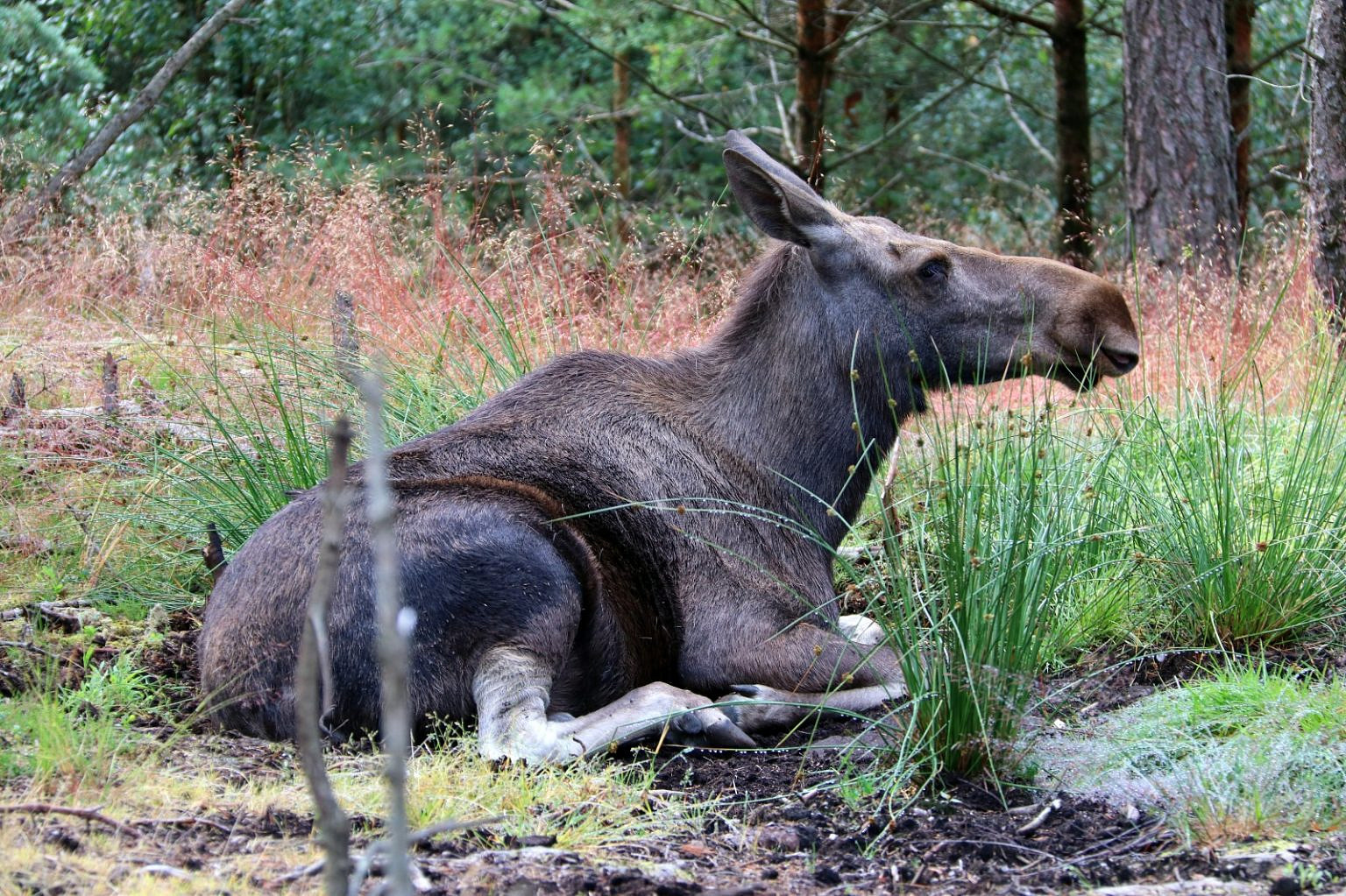 Unser Wild: Der Elch - Forst erklärt