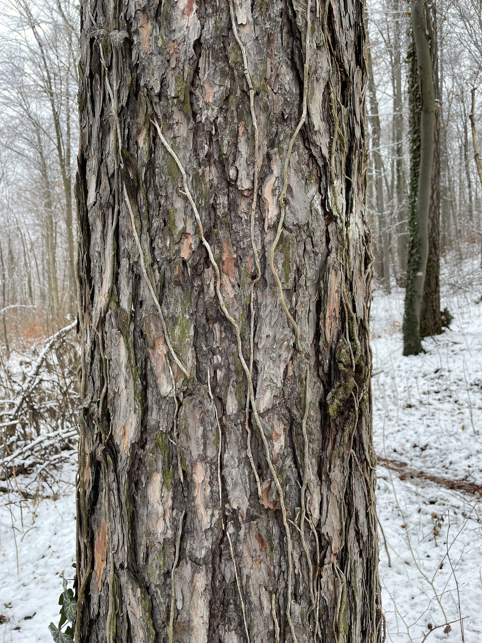 Unsere Bäume: Die Europäische Lärche - Forst erklärt