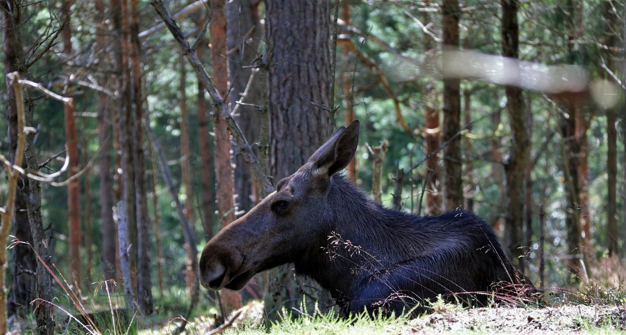 Unser Wild: Der Elch - Forst erklärt