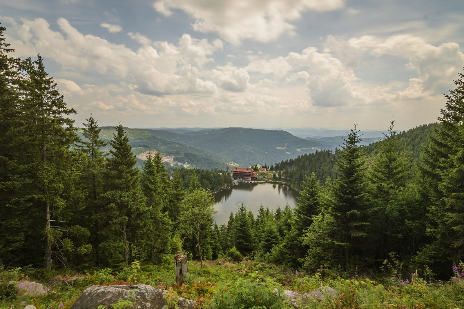 Ausflugstipp: Der Schwarzwald - Forst erklärt
