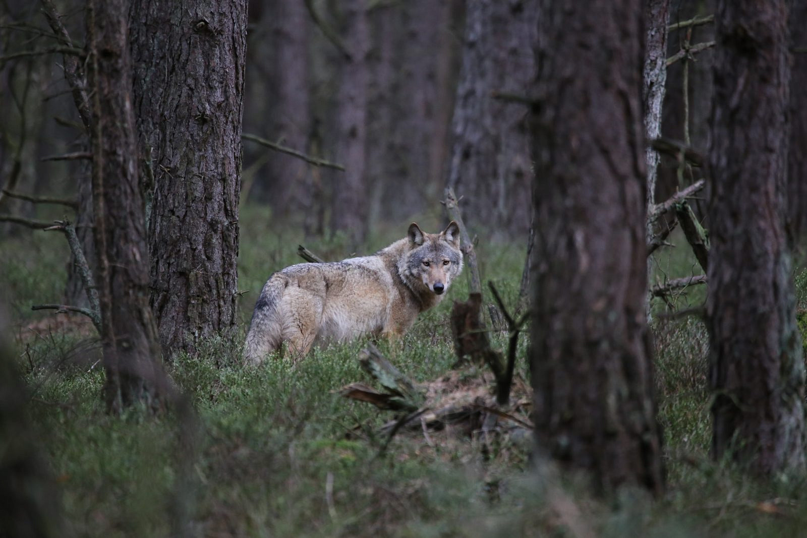 Unser Wild: Der Wolf - Forst erklärt