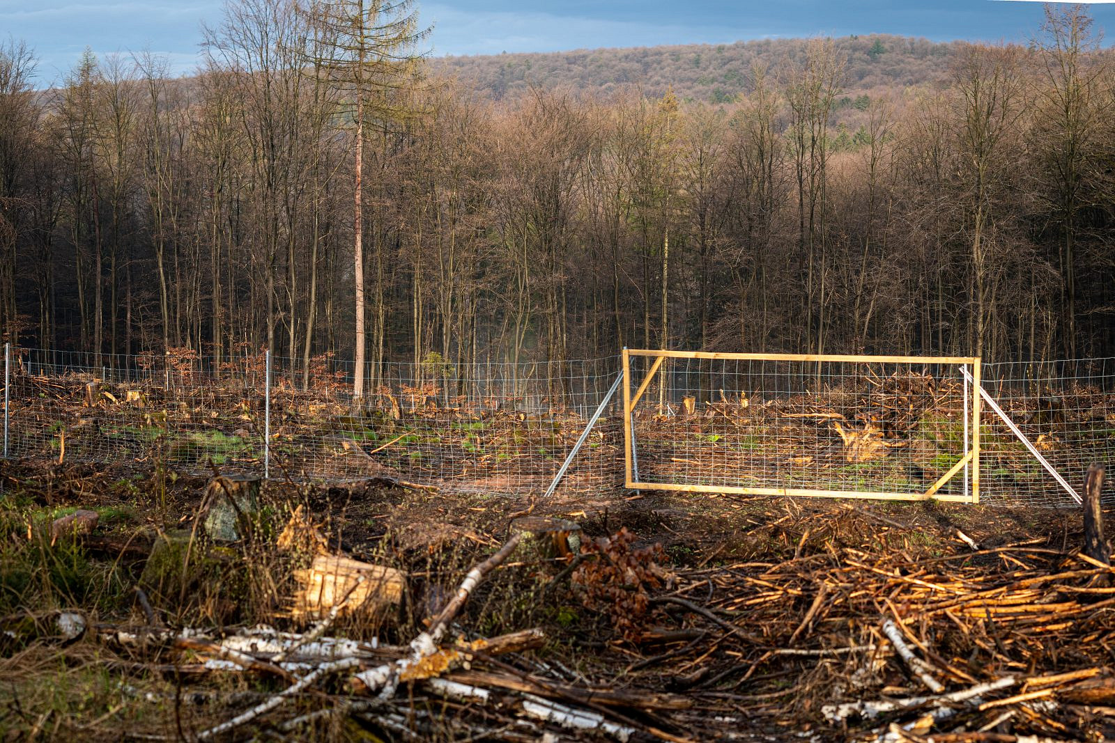Wildschäden im Wald - Forst erklärt
