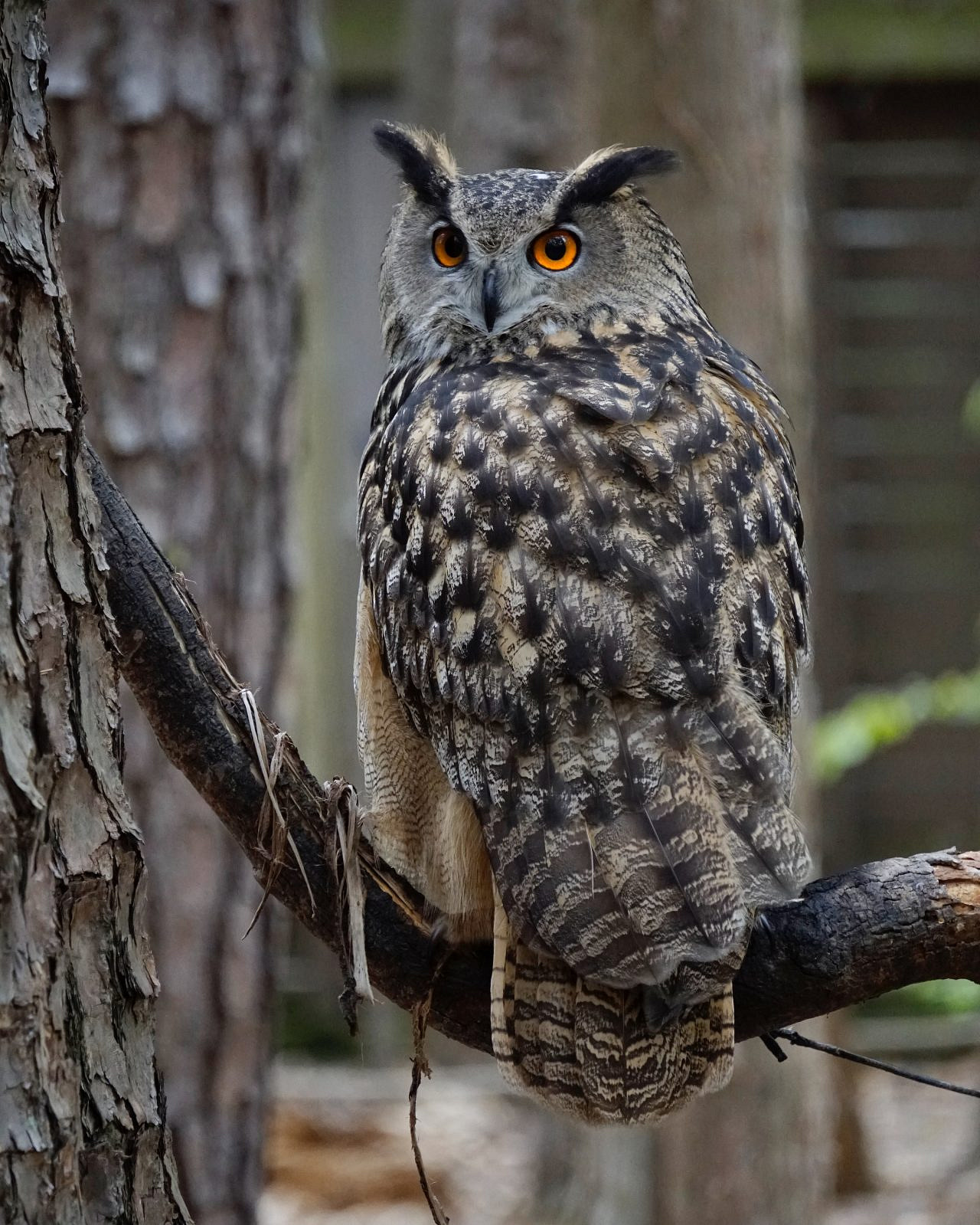 Unser Wild: Eulen - Jäger der Nacht - Forst erklärt