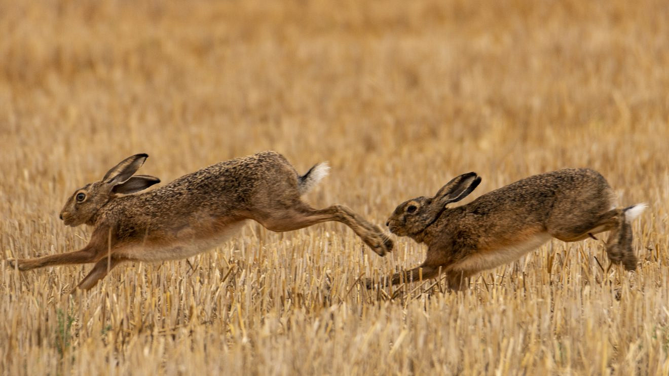 Wie Meister Lampe die Ostereier versteckt - Hasen - Forst erklärt