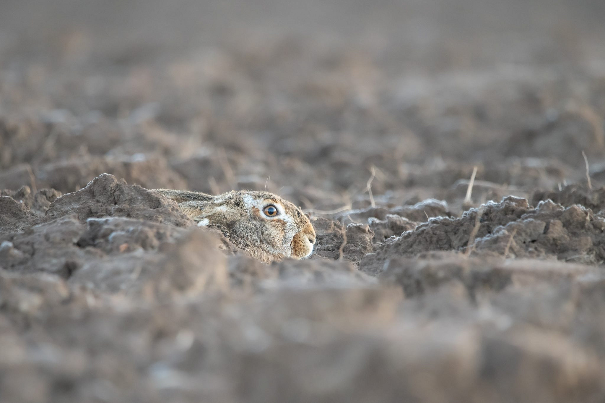 Wie Meister Lampe die Ostereier versteckt - Hasen - Forst erklärt