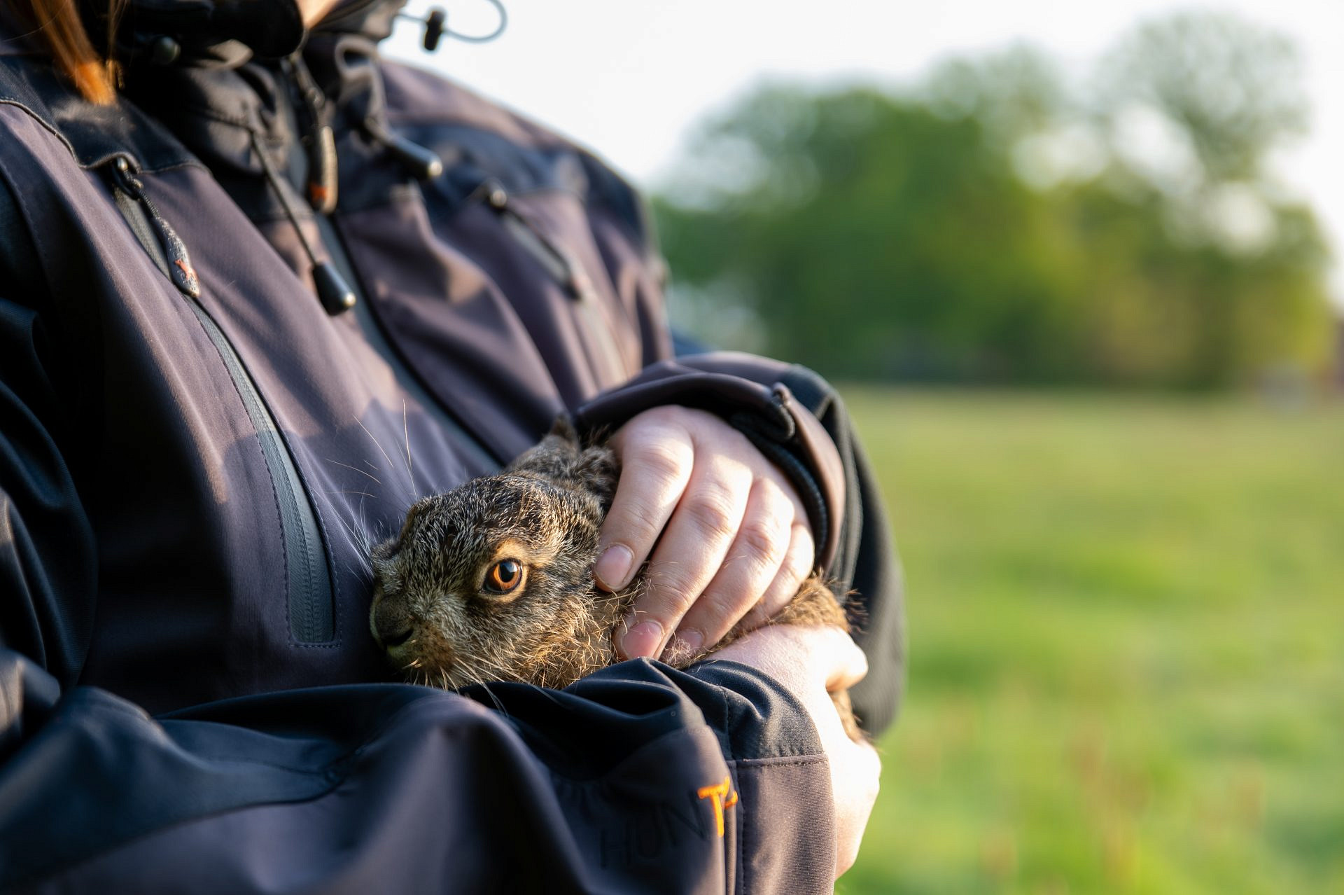 Wie Meister Lampe die Ostereier versteckt - Hasen - Forst erklärt