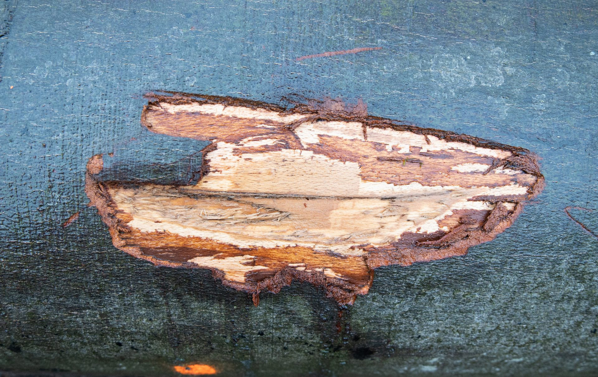 Holzmerkmale - wofür verwenden wir welches Holz? - Forst erklärt