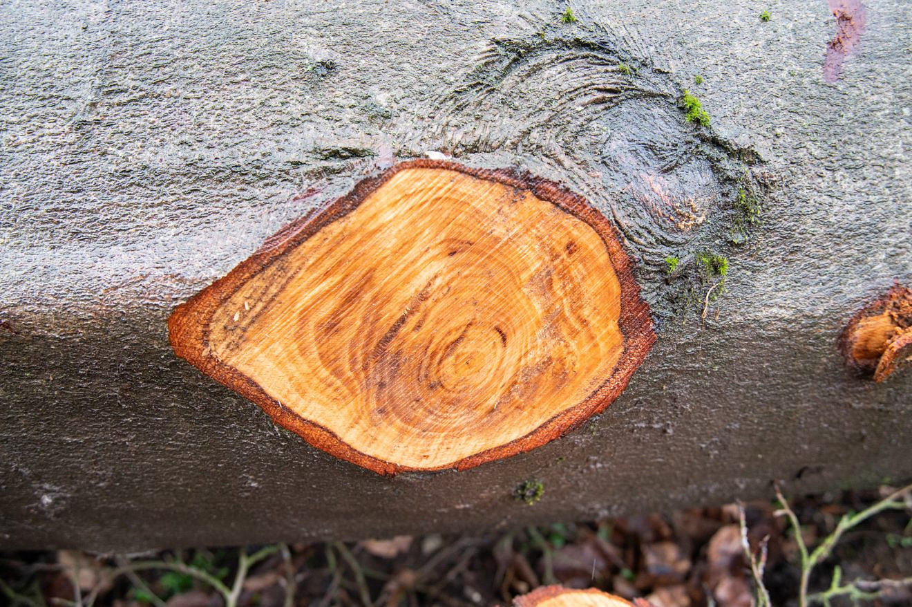 Holzmerkmale - wofür verwenden wir welches Holz? - Forst erklärt