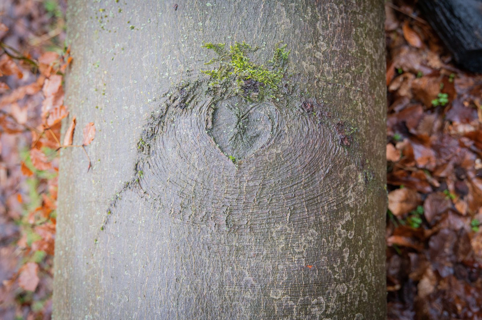Holzmerkmale - wofür verwenden wir welches Holz? - Forst erklärt