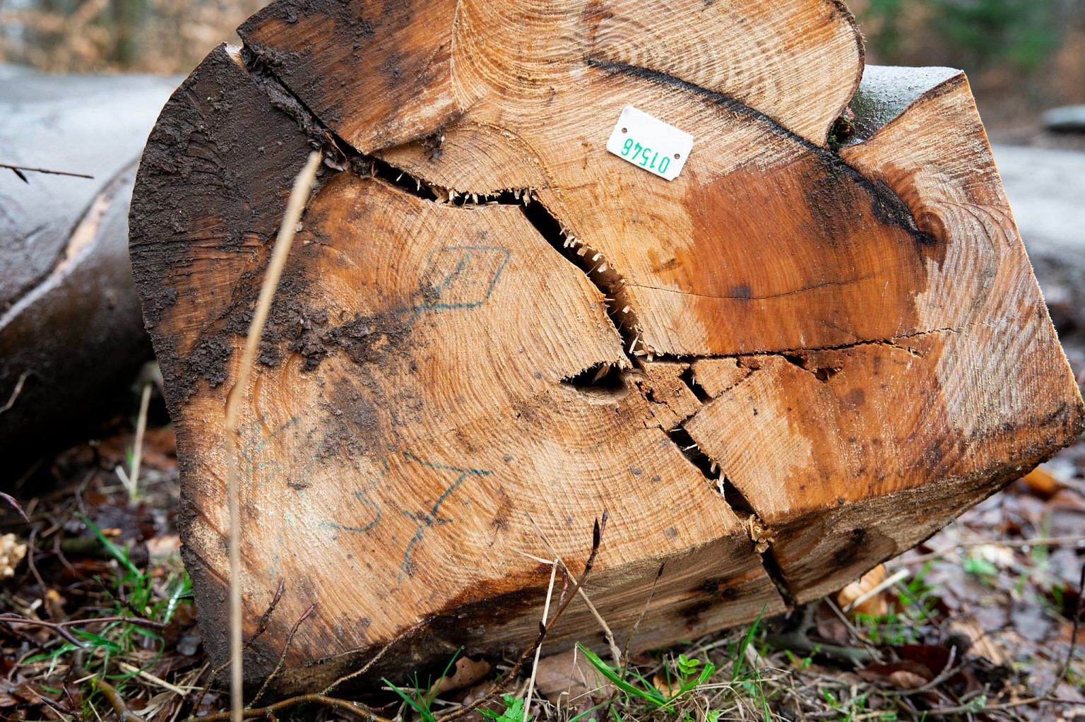 Holzmerkmale - wofür verwenden wir welches Holz? - Forst erklärt