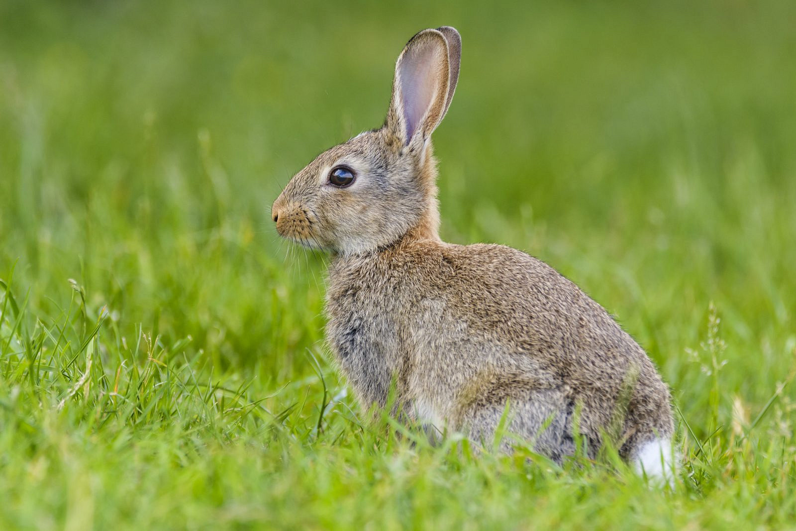 Wie Meister Lampe die Ostereier versteckt - Hasen - Forst erklärt