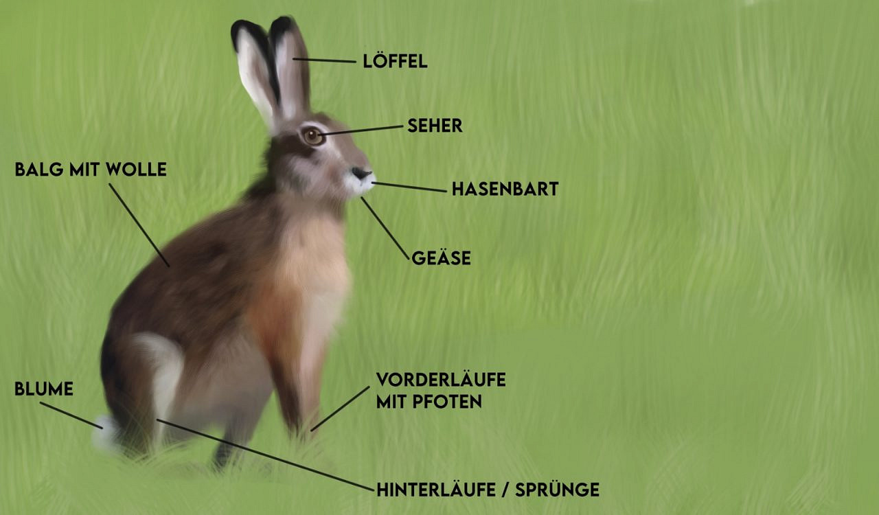 Wie Meister Lampe die Ostereier versteckt - Hasen - Forst erklärt