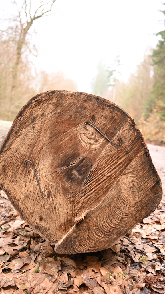 Holzmerkmale - wofür verwenden wir welches Holz? - Forst erklärt