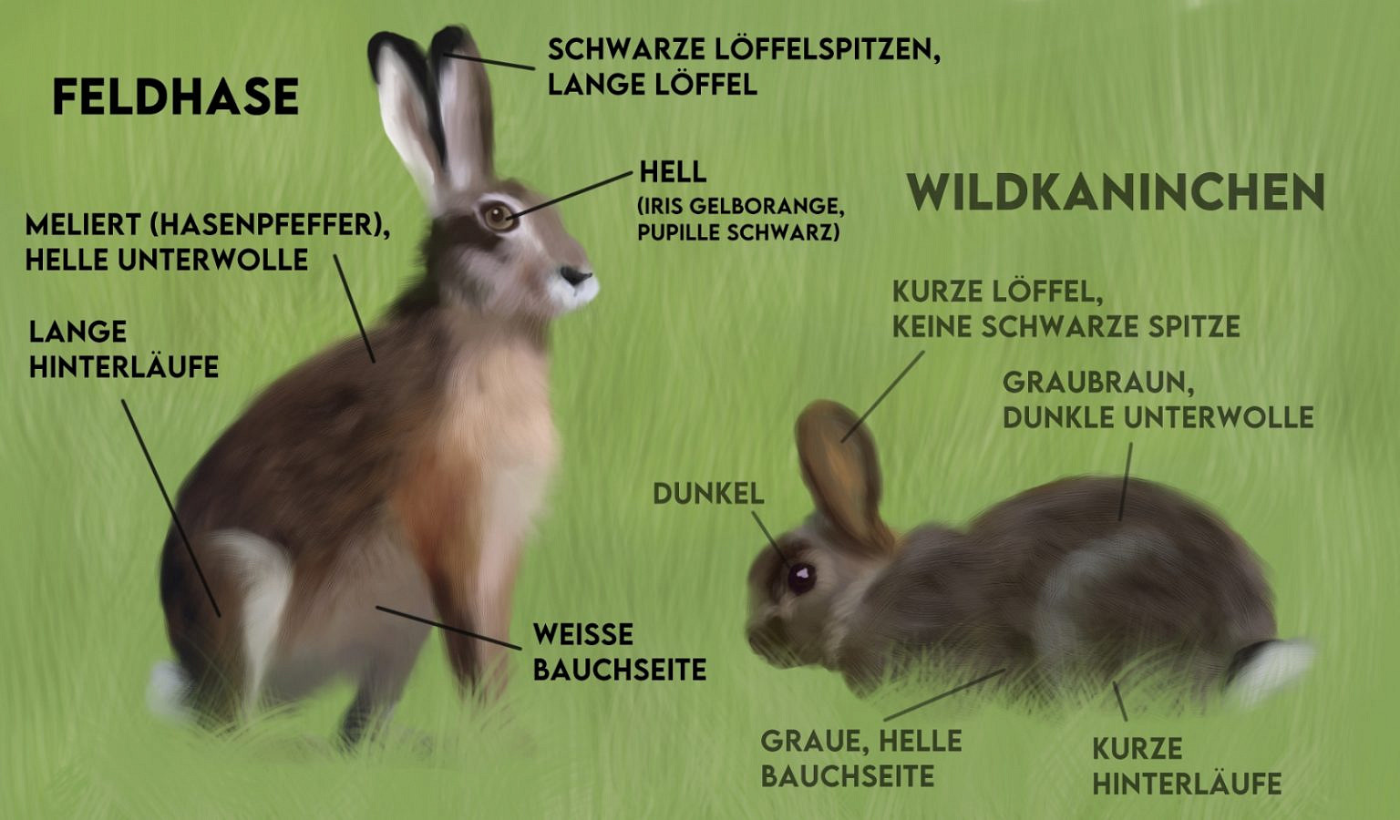 Wie Meister Lampe die Ostereier versteckt - Hasen - Forst erklärt