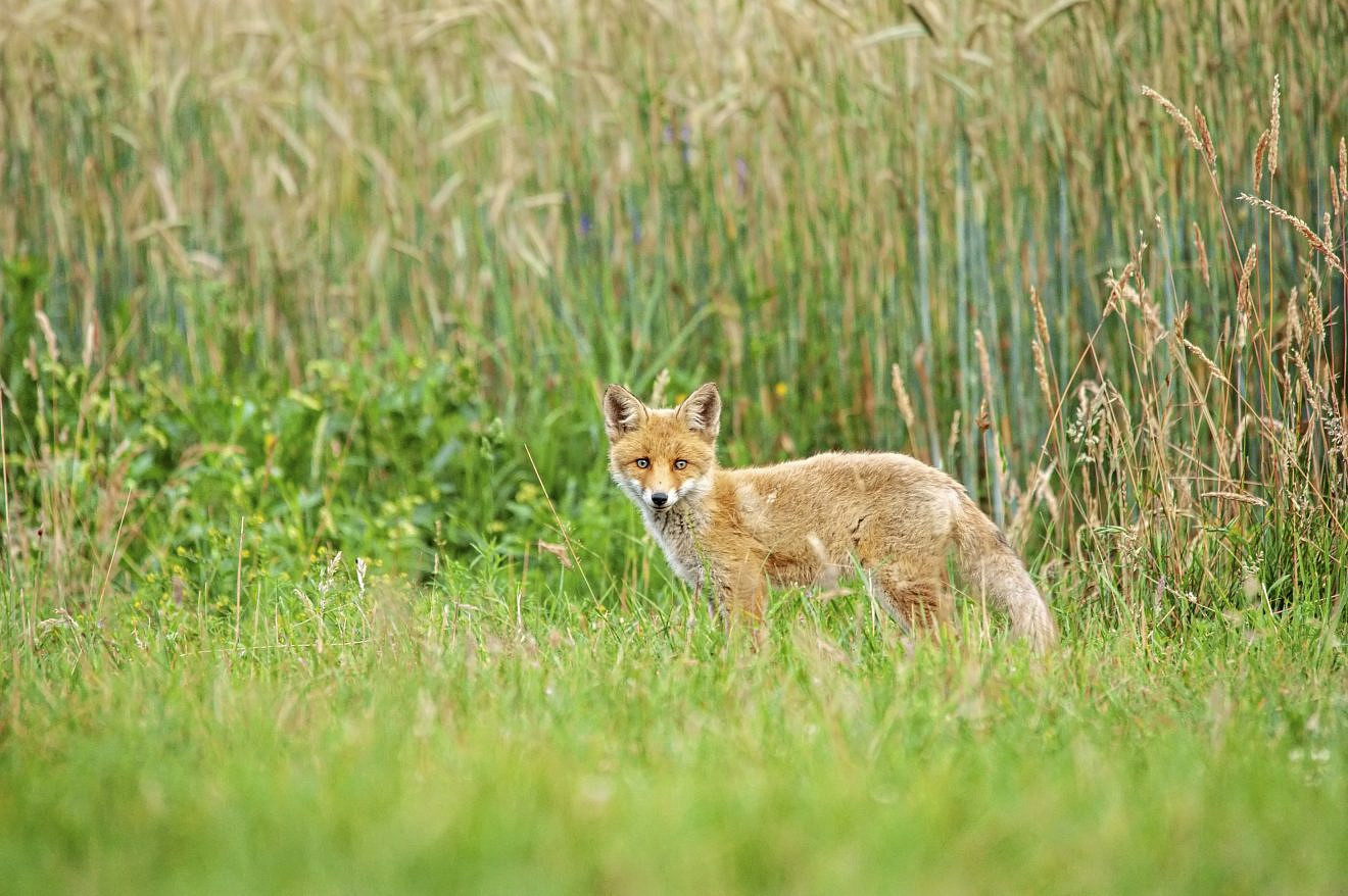 Ein Fuchs muss tun, was ein Fuchs tun muss - Forst erklärt