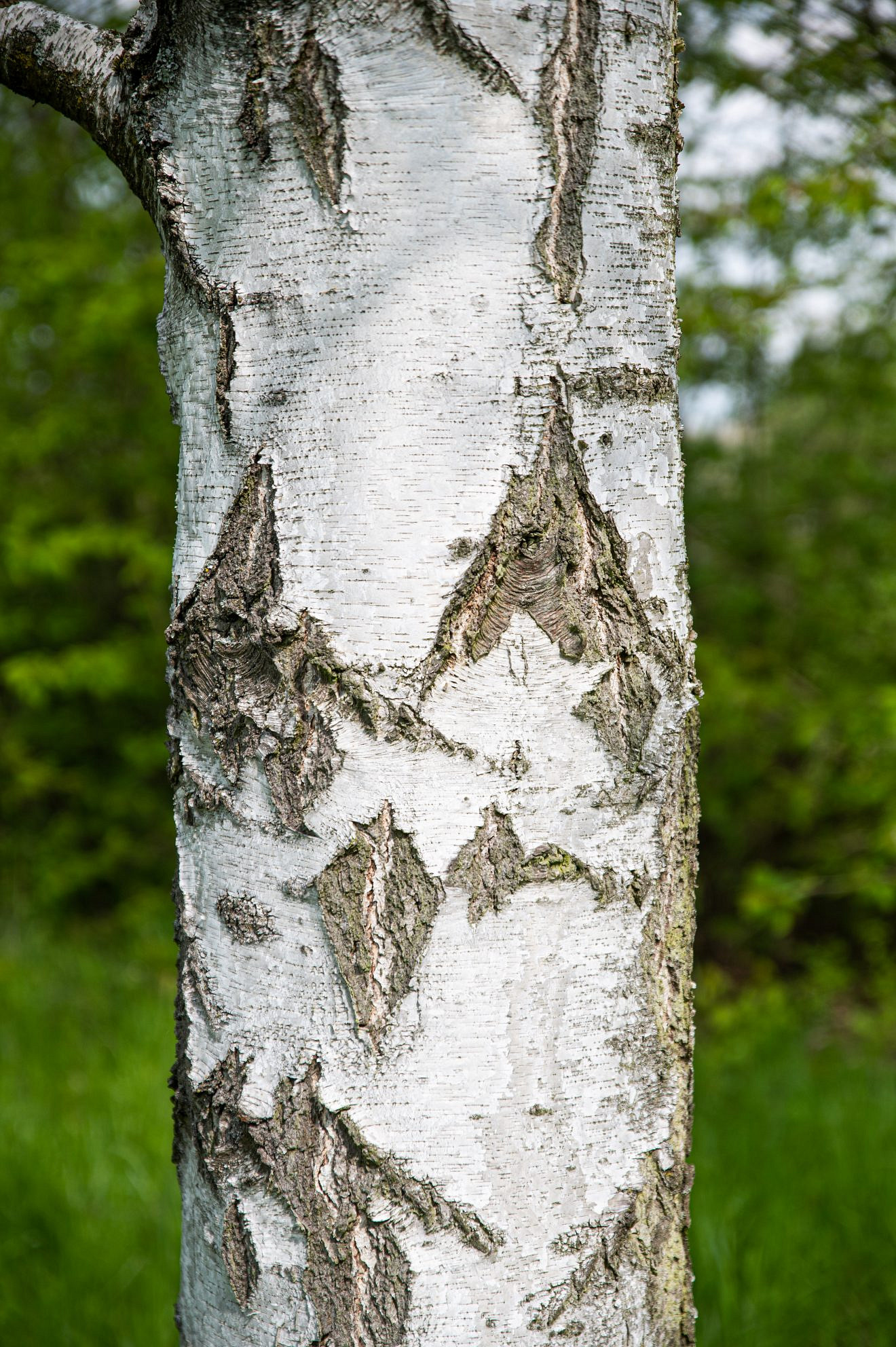 Unsere Bäume: Die Birke - Forst erklärt