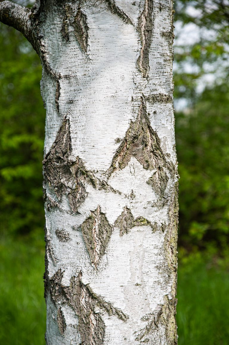 Unsere Bäume: Die Birke - Forst erklärt