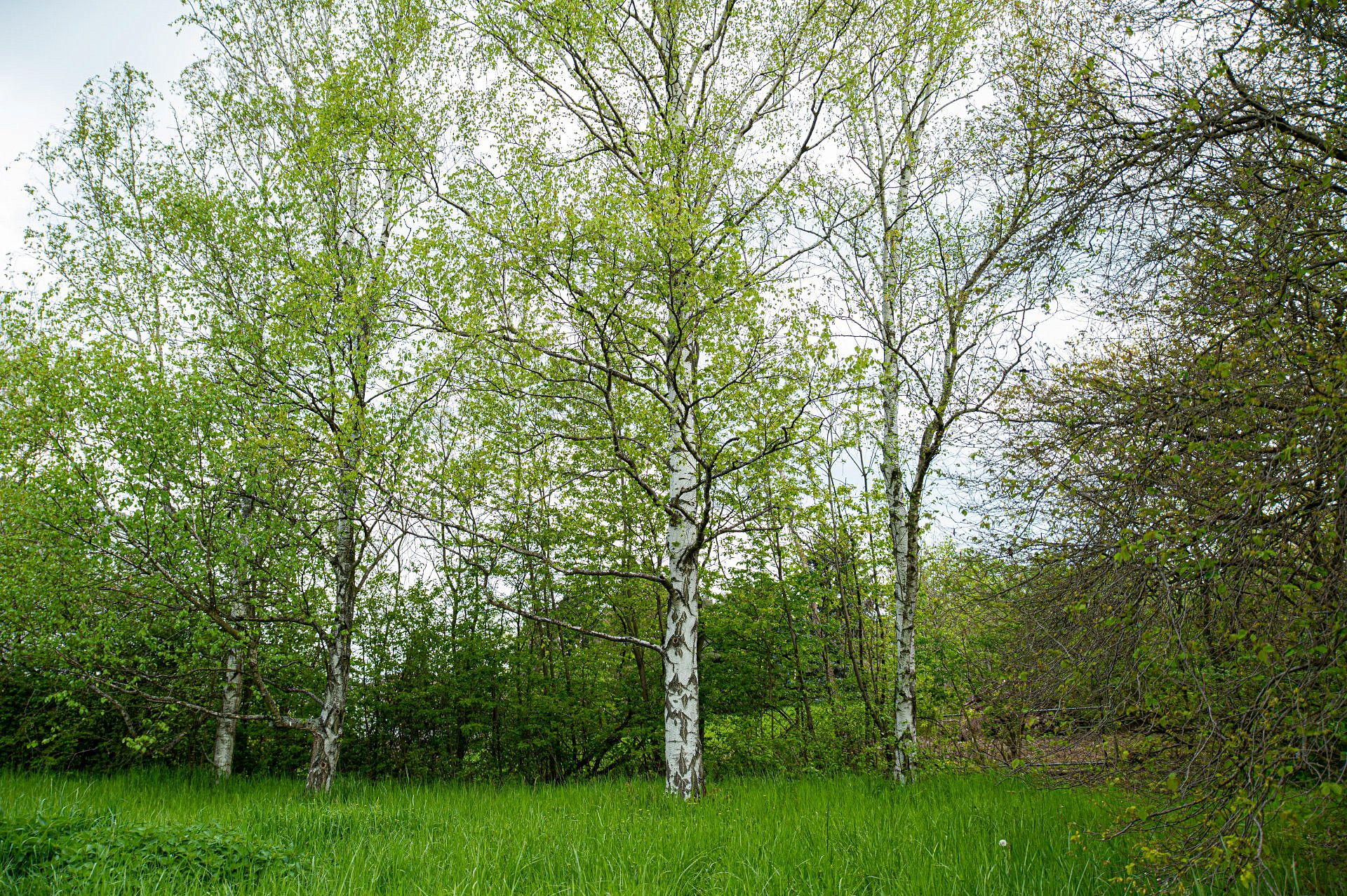 Unsere Bäume: Die Birke - Forst erklärt