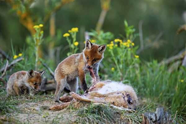 Ein Fuchs muss tun, was ein Fuchs tun muss - Forst erklärt