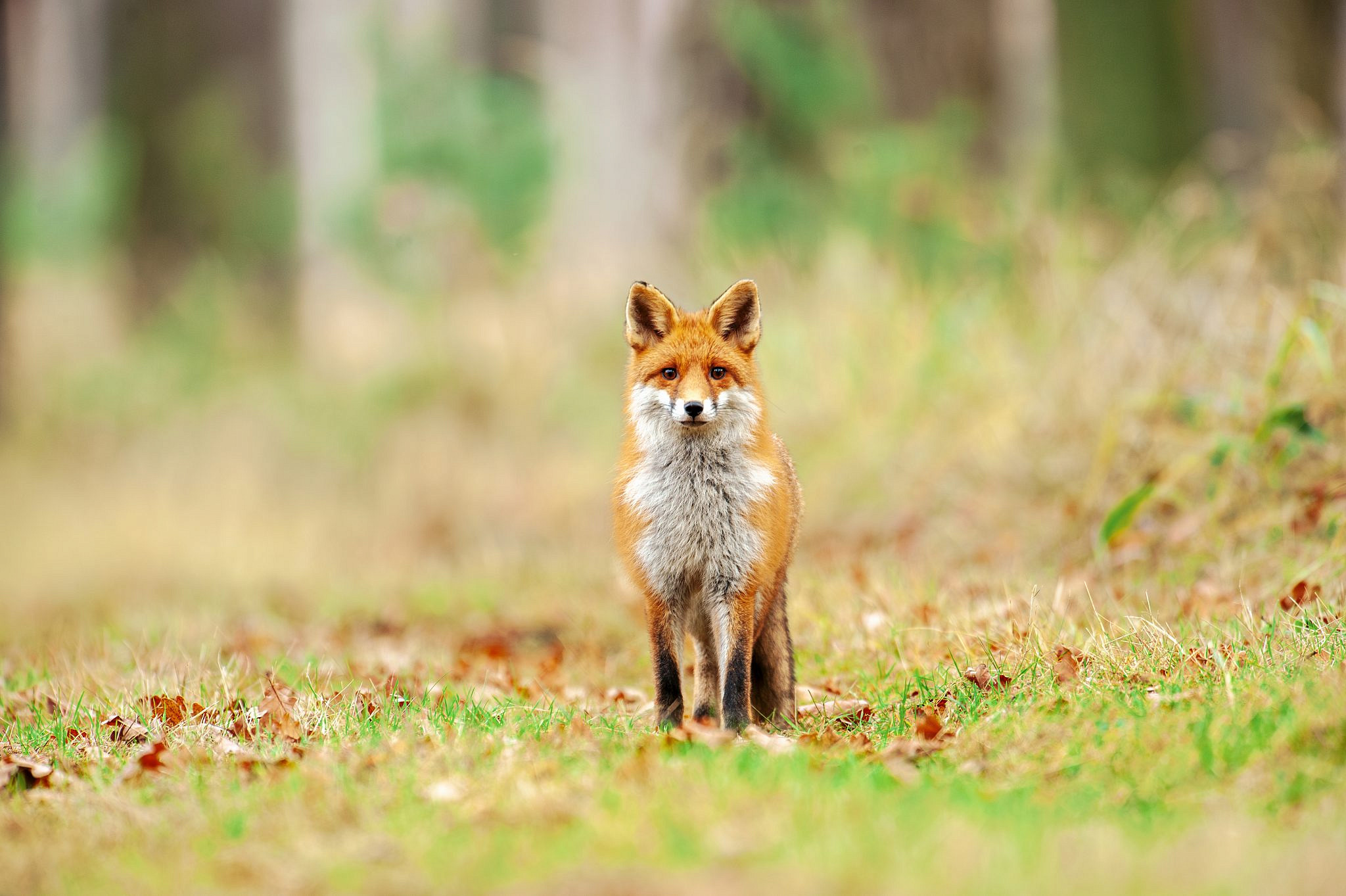 Ein Fuchs muss tun, was ein Fuchs tun muss - Forst erklärt