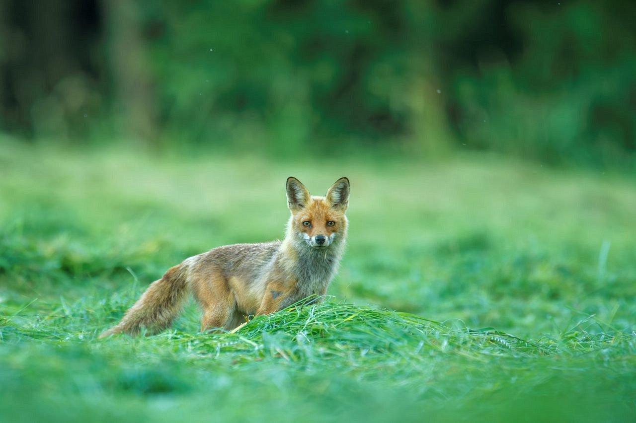 Ein Fuchs muss tun, was ein Fuchs tun muss - Forst erklärt