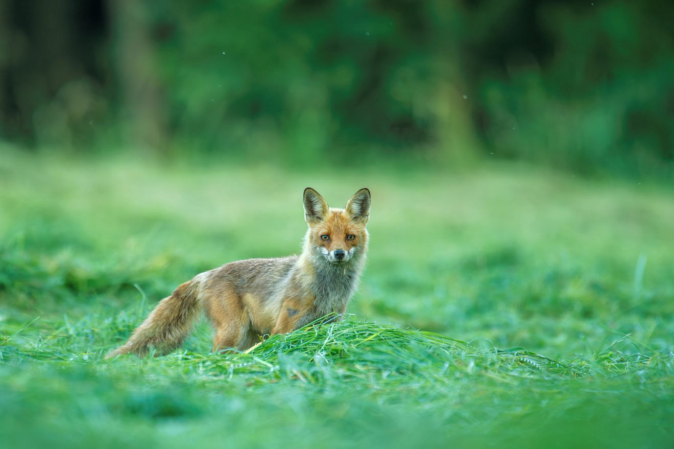Ein Fuchs muss tun, was ein Fuchs tun muss - Forst erklärt