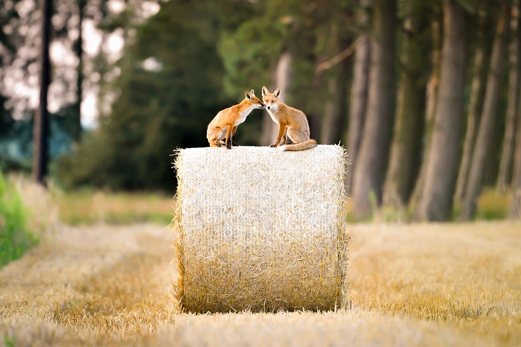 Ein Fuchs muss tun, was ein Fuchs tun muss - Forst erklärt