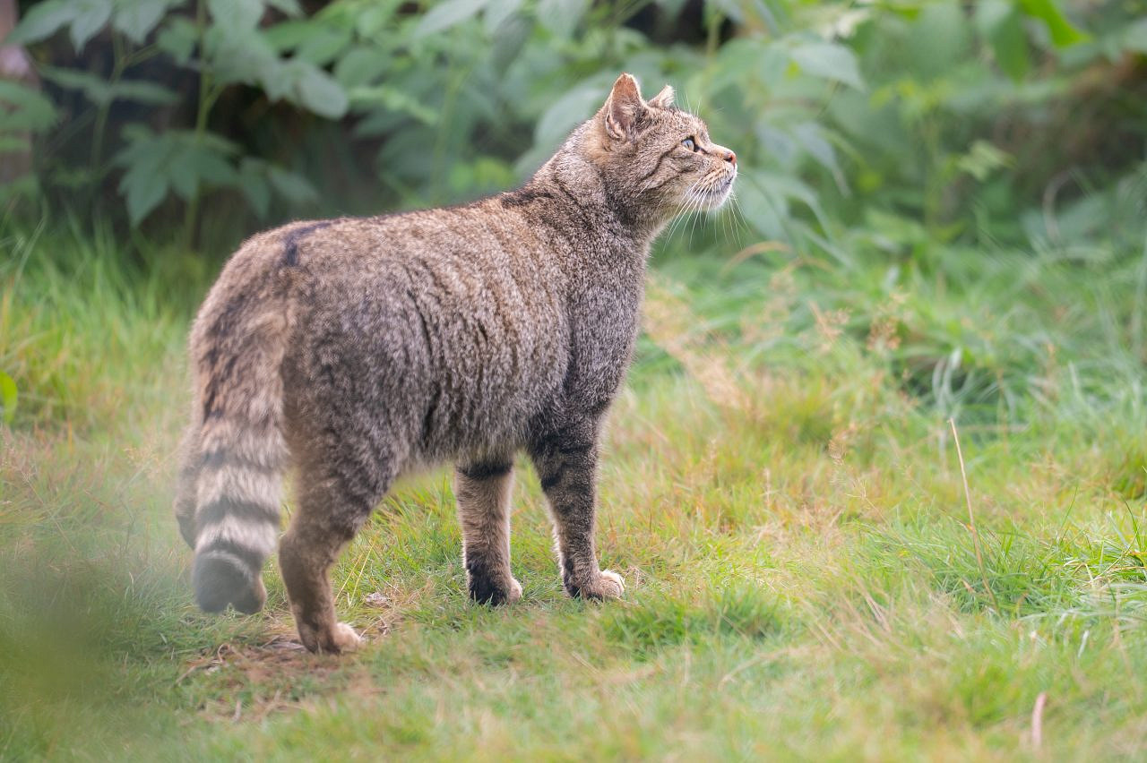 Unser Wild: Die Europäische Wildkatze - Forst erklärt