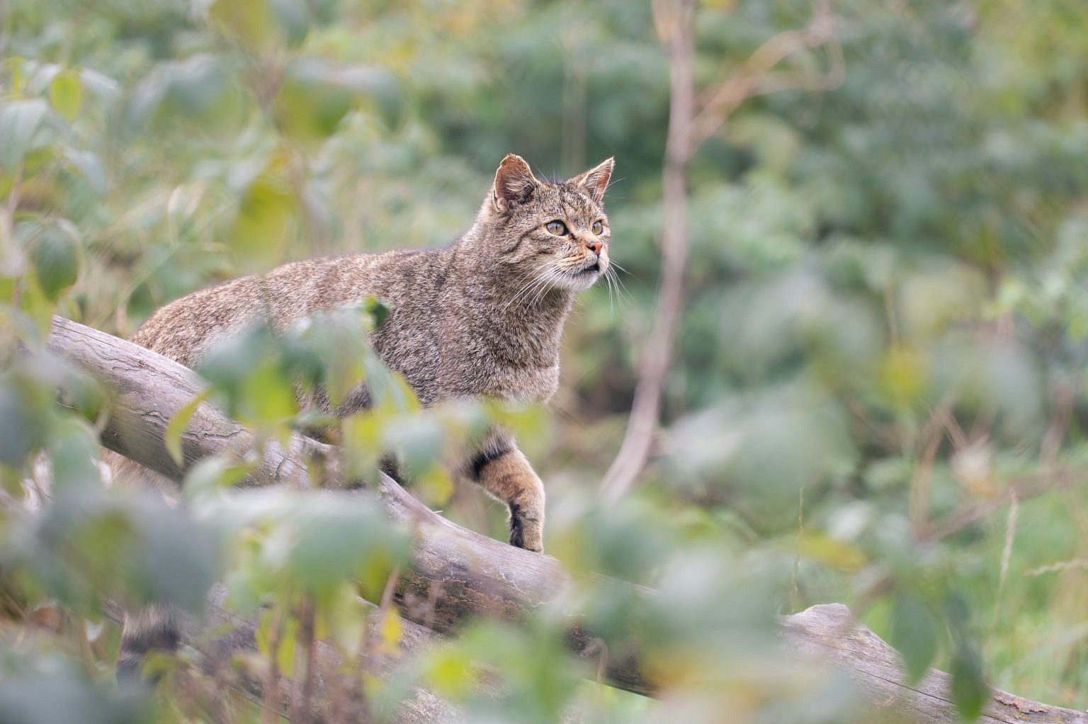 Unser Wild: Die Europäische Wildkatze - Forst erklärt