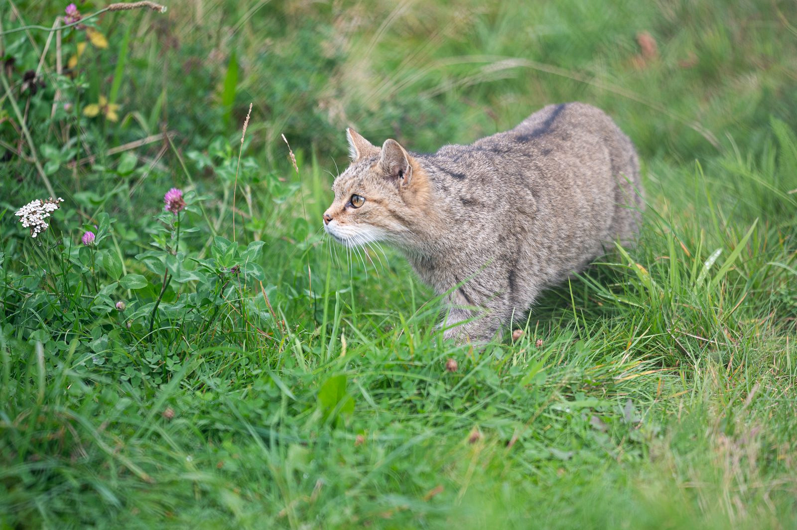 Unser Wild: Die Europäische Wildkatze - Forst erklärt