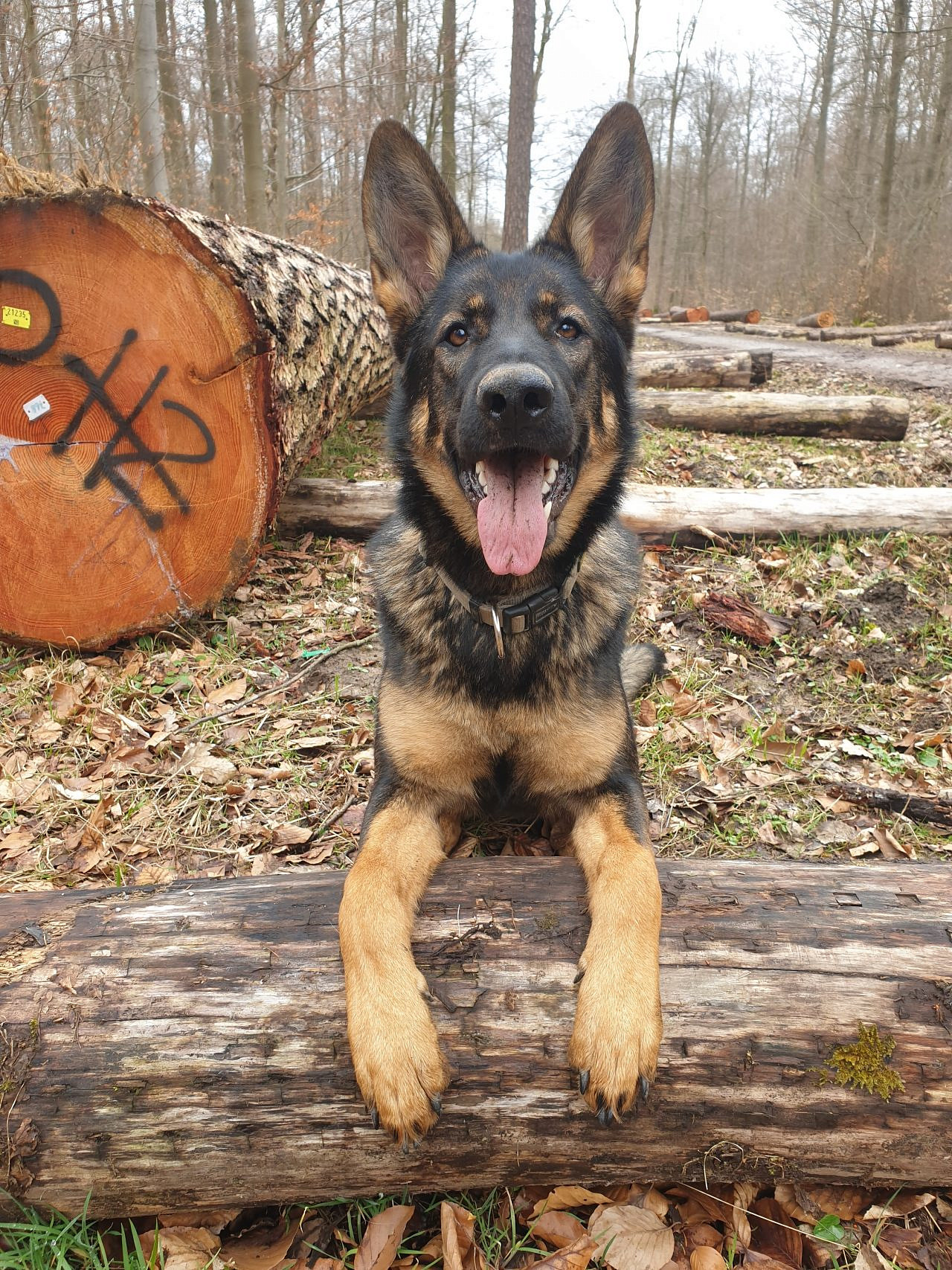 Wo müssen Hunde im Wald an die Leine? - Forst erklärt