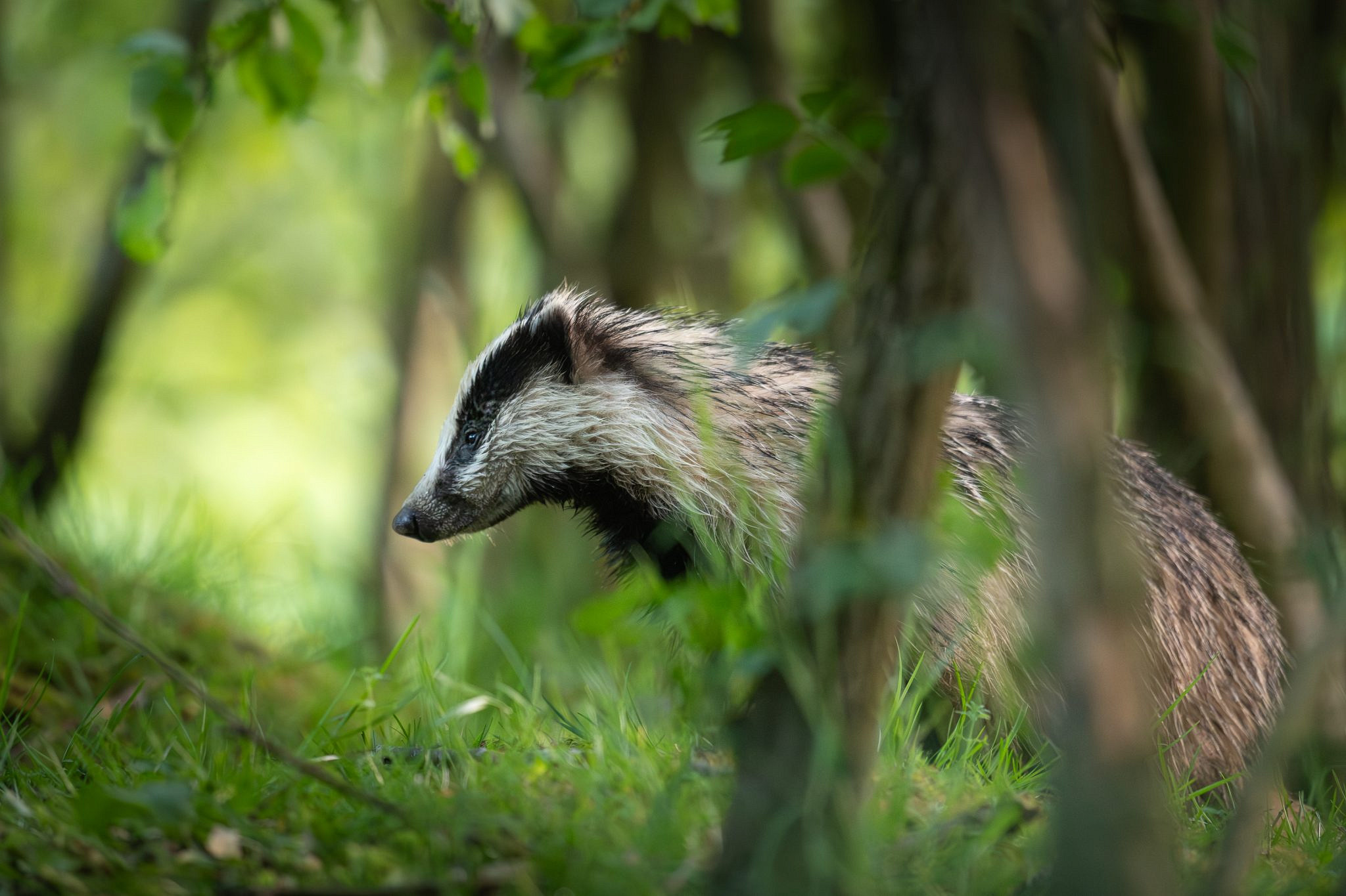 Unser Wild: Der Dachs - Forst erklärt