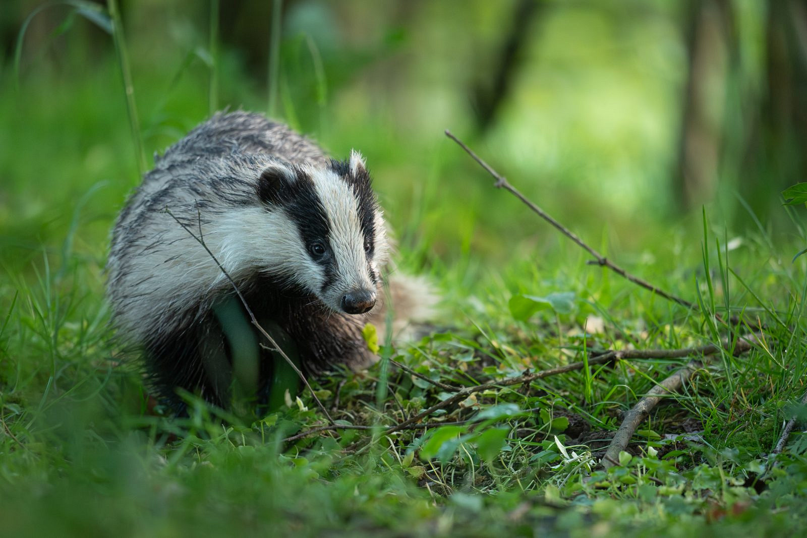 Unser Wild: Der Dachs - Forst erklärt