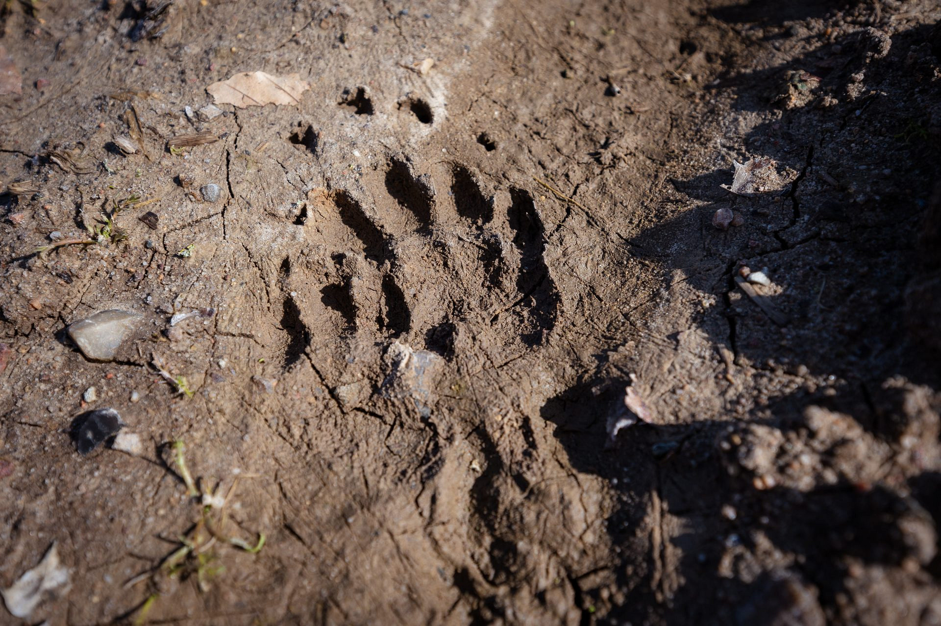 Unser Wild: Der Dachs - Forst erklärt