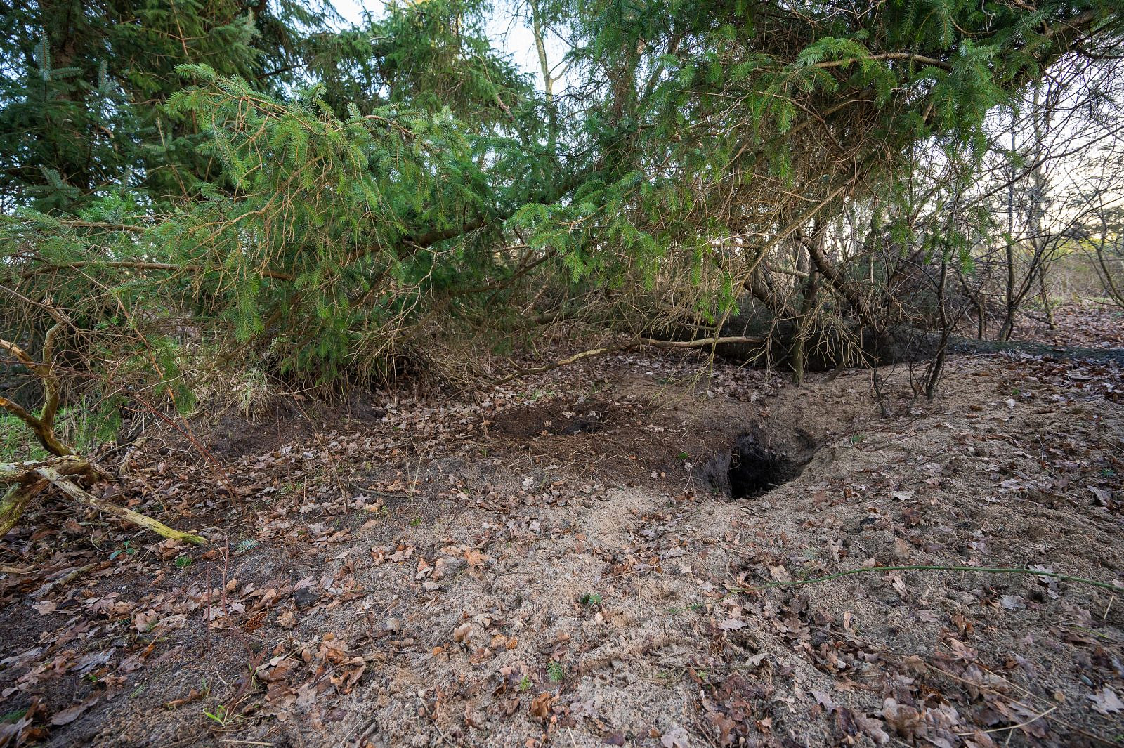 Unser Wild: Der Dachs - Forst erklärt