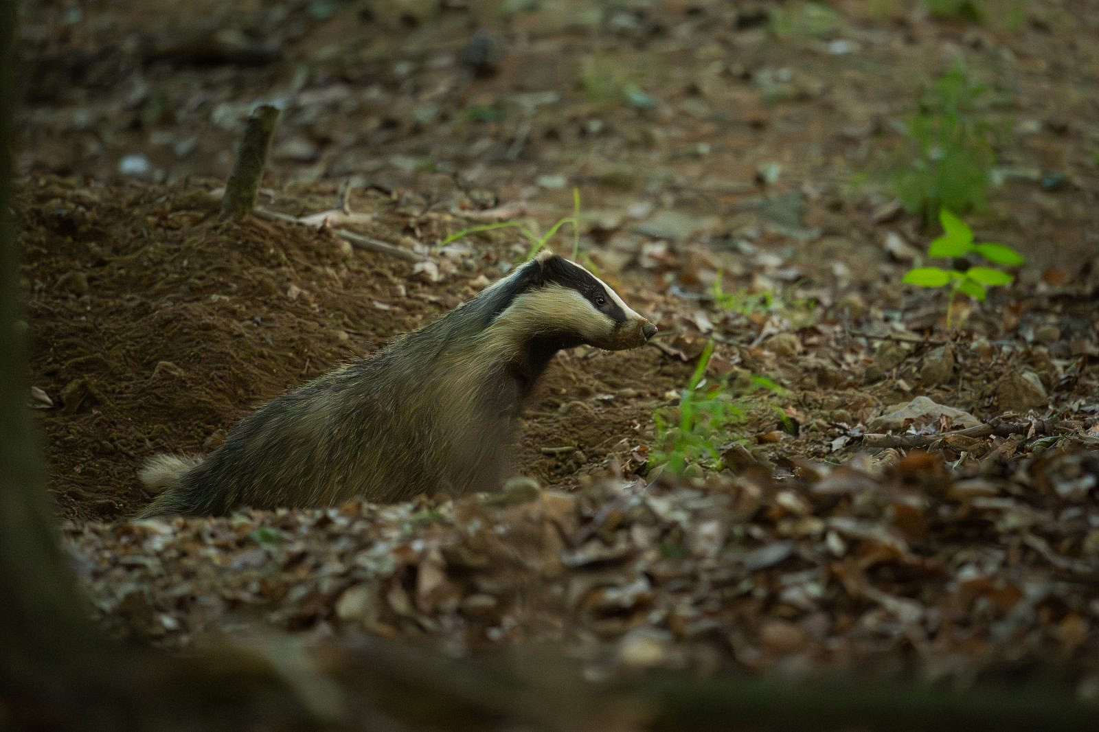 Unser Wild: Der Dachs - Forst erklärt