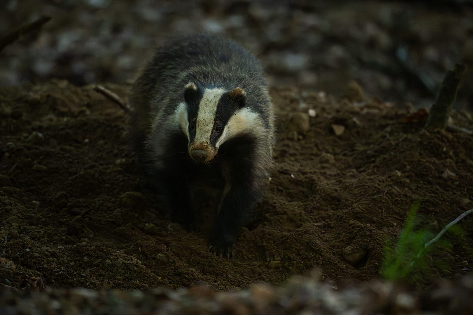 Unser Wild: Der Dachs - Forst erklärt