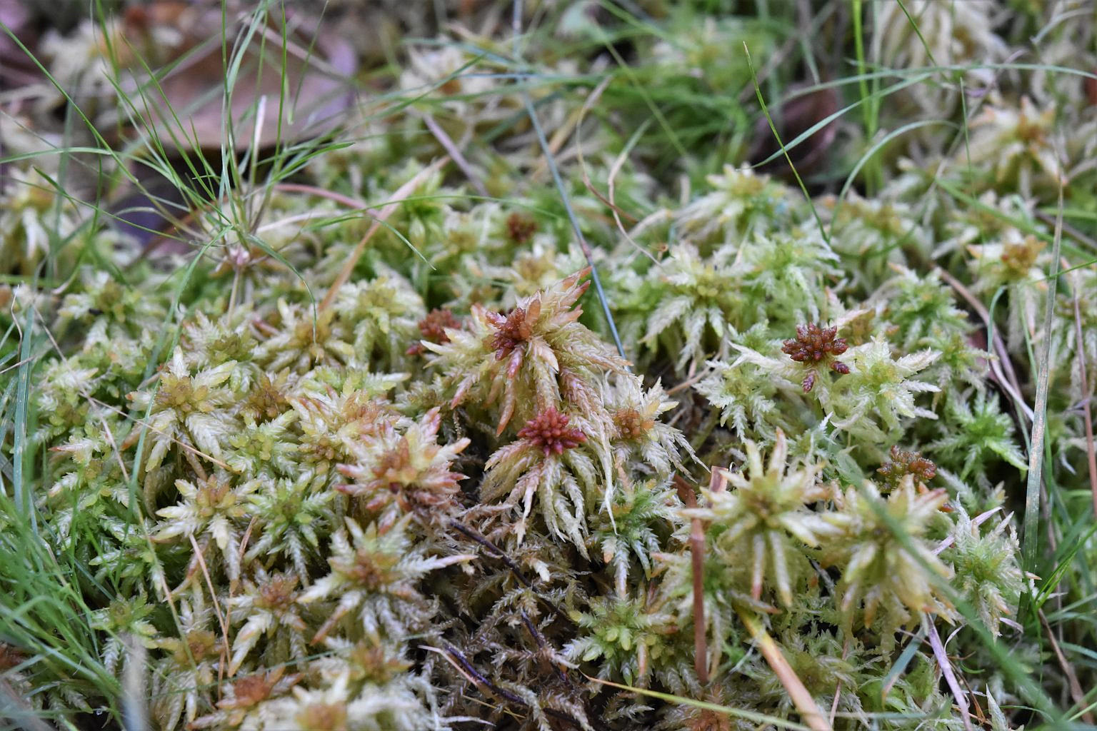Moose - der Wunderteppich des Waldes - Forst erklärt