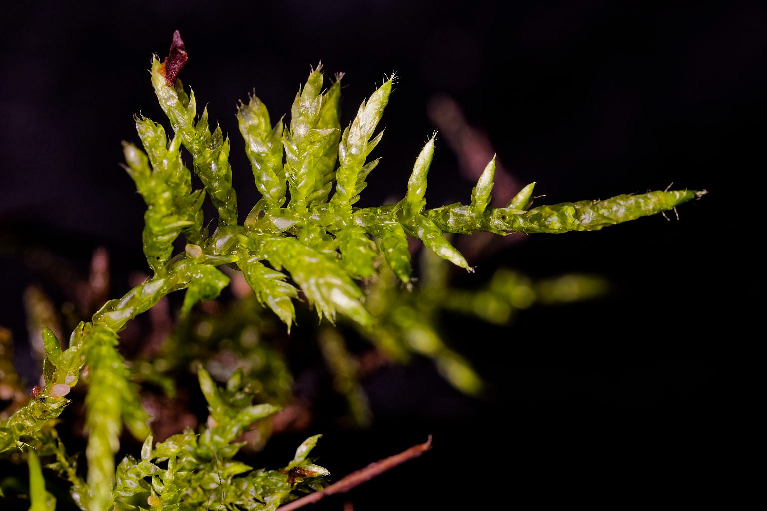 Moose - der Wunderteppich des Waldes - Forst erklärt