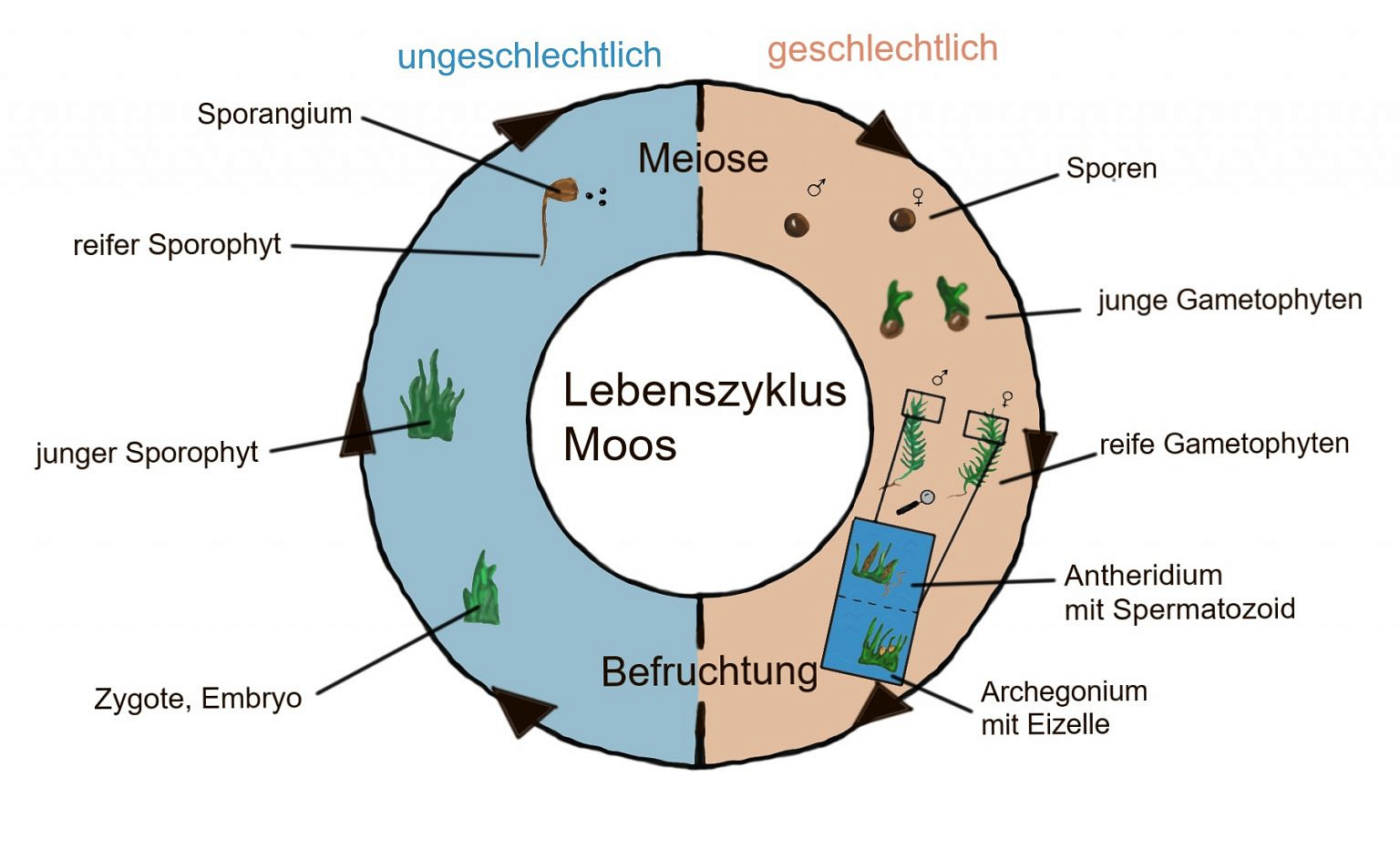 Moose - der Wunderteppich des Waldes - Forst erklärt