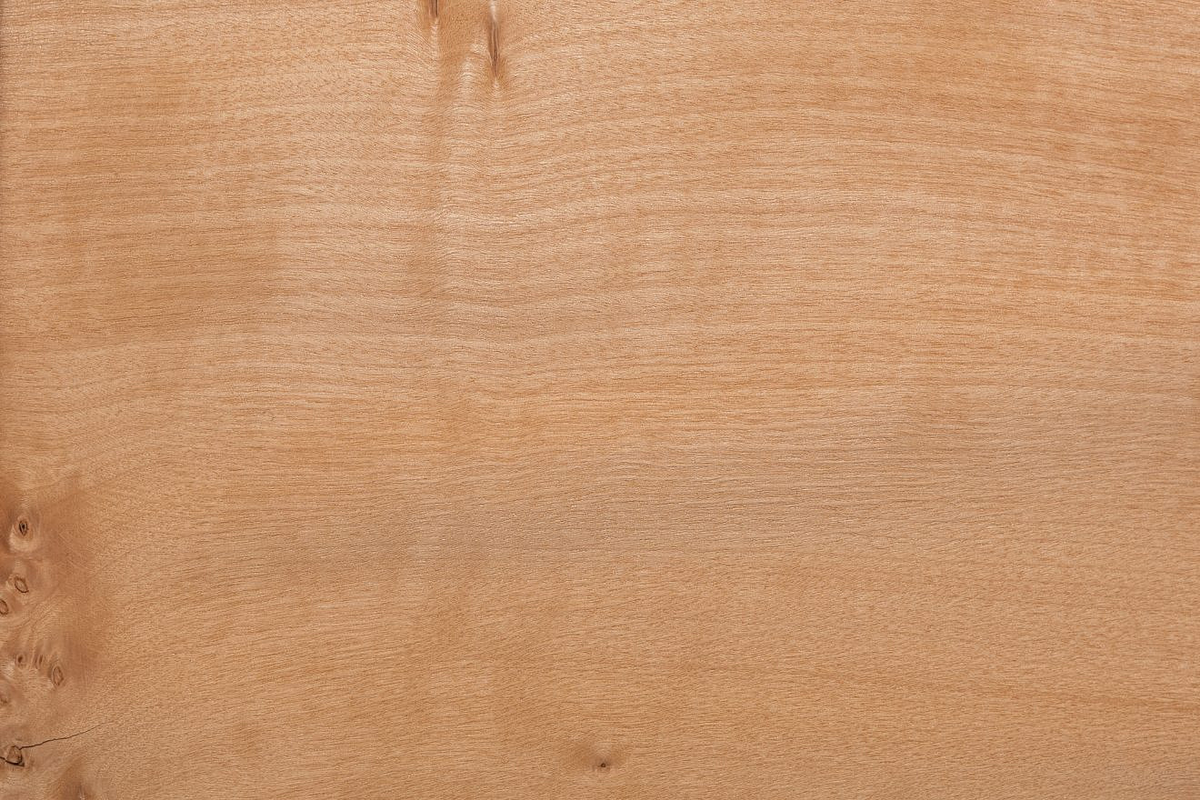 Unsere Bäume: Die Schwarz-Erle (Alnus glutinosa) - Forst erklärt