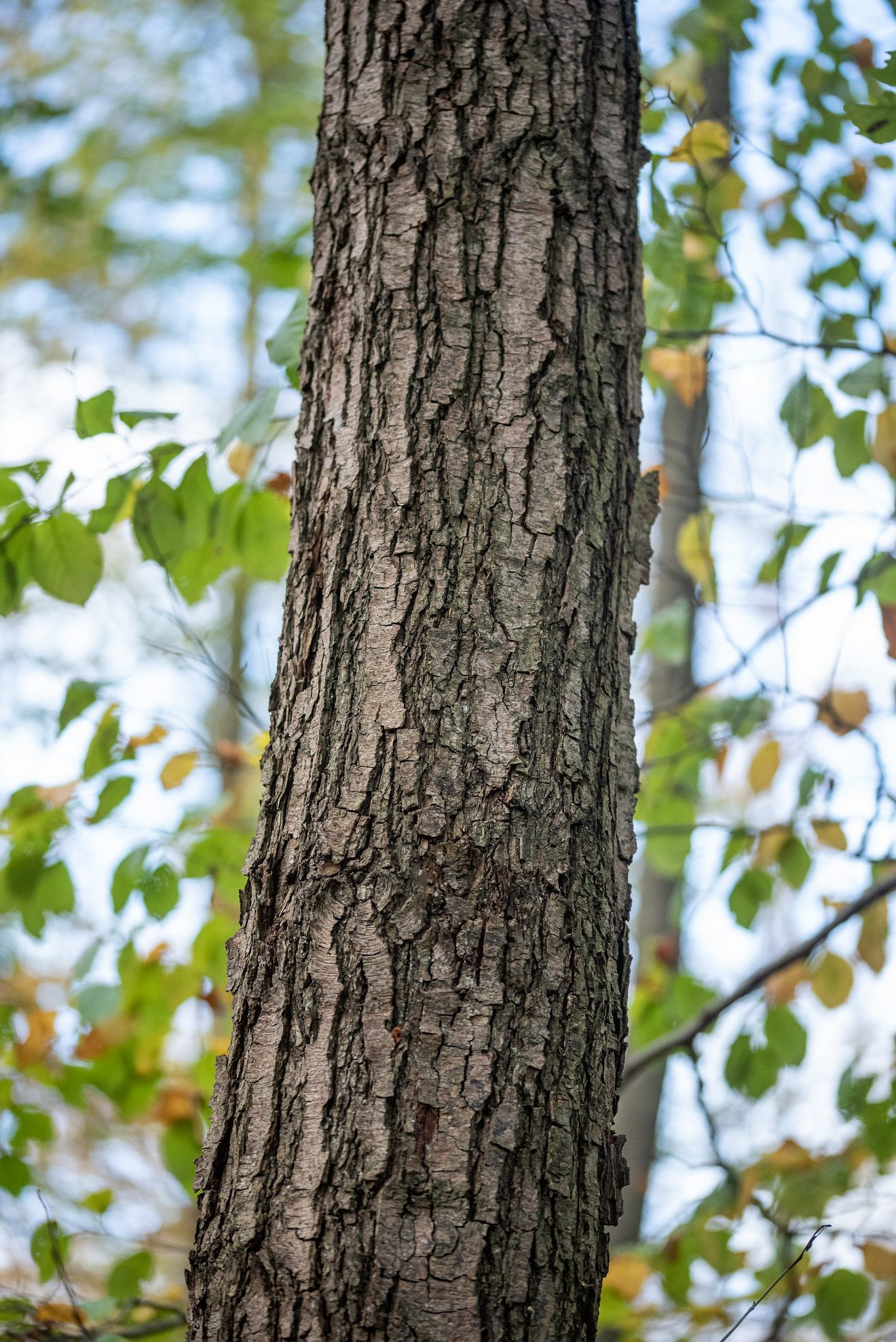 Unsere Bäume: Die Schwarz-Erle (Alnus glutinosa) - Forst erklärt