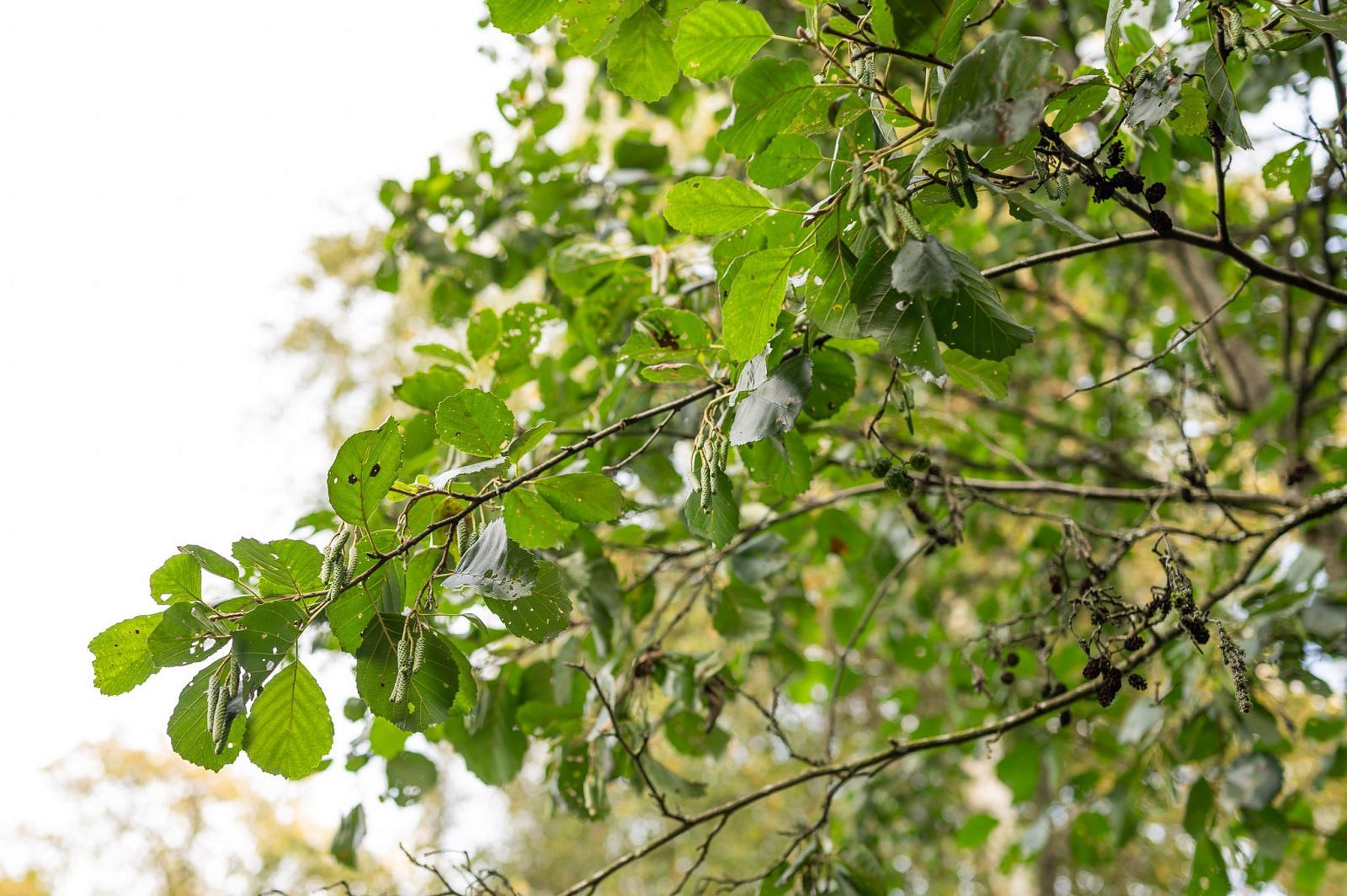 Unsere Bäume: Die Schwarz-Erle (Alnus glutinosa) - Forst erklärt