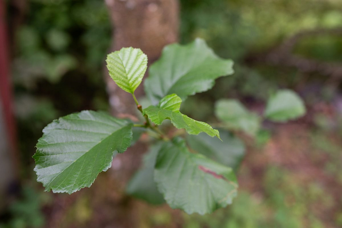 Unsere Bäume: Die Schwarz-Erle (Alnus glutinosa) - Forst erklärt