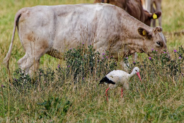 Unsere Vogelwelt - Der Storch - Forst erklärt