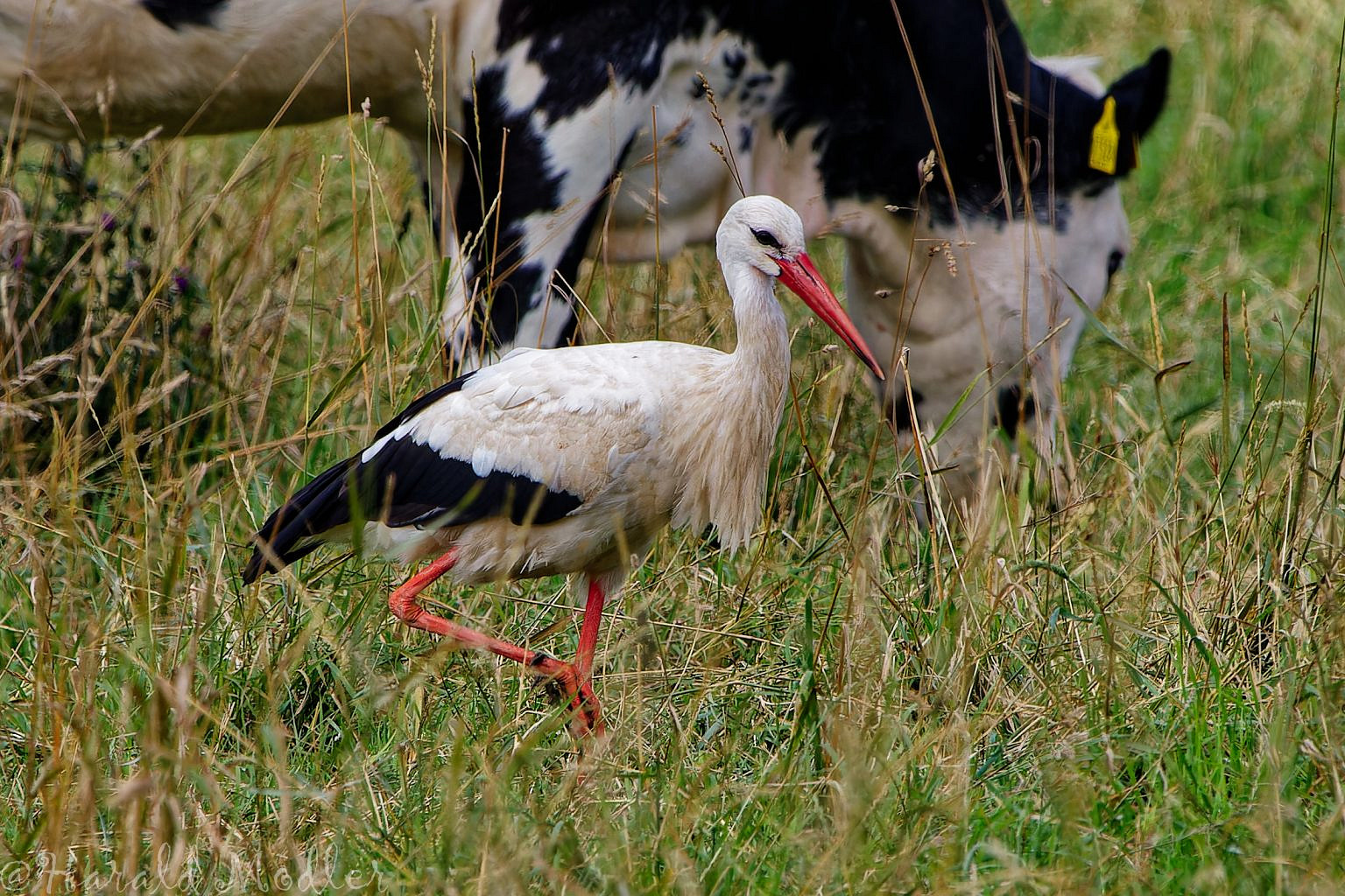Unsere Vogelwelt - Der Storch - Forst erklärt