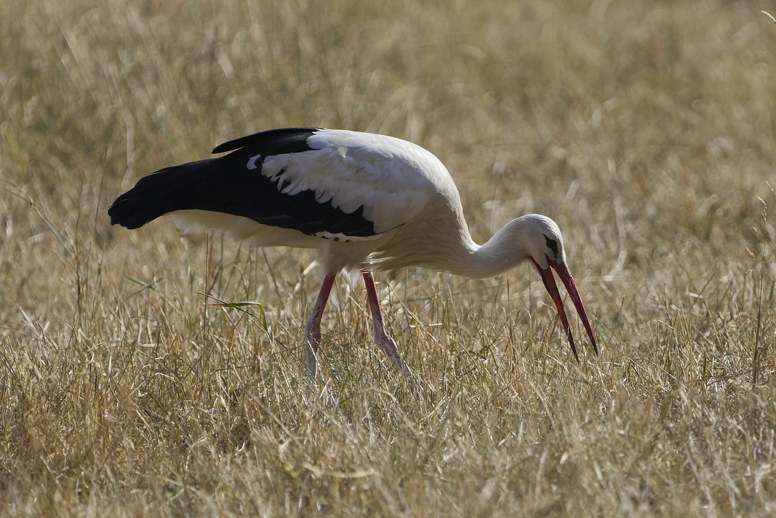 Unsere Vogelwelt - Der Storch - Forst erklärt