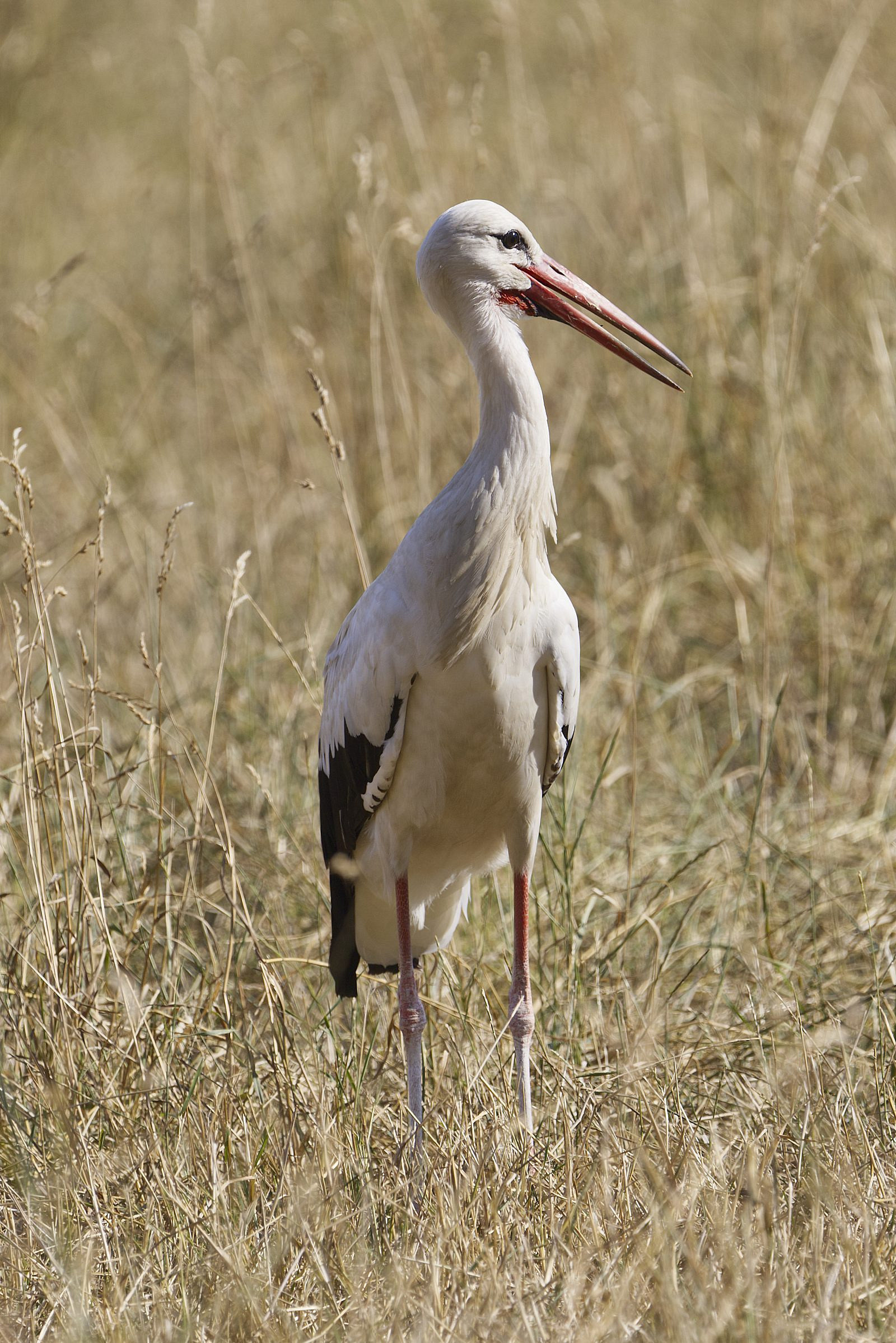 Unsere Vogelwelt - Der Storch - Forst erklärt